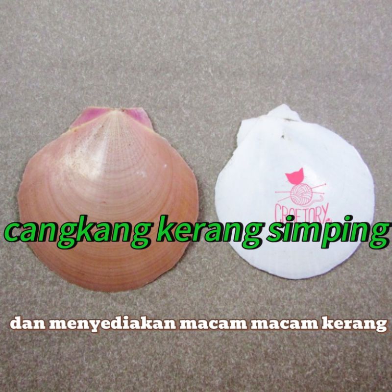 Jual cangkang kerang simping/cangkang kerang scallop 200 gram | Shopee ...