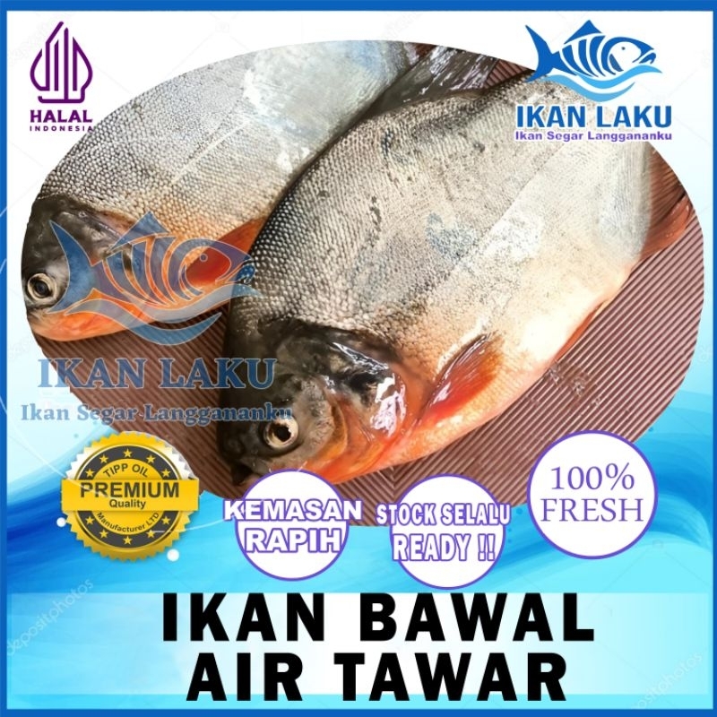Jual IKAN BAWAL PREMIUM FRESH TERMURAH BERGARANSI IKAN LAKU IKAN SEGAR ...