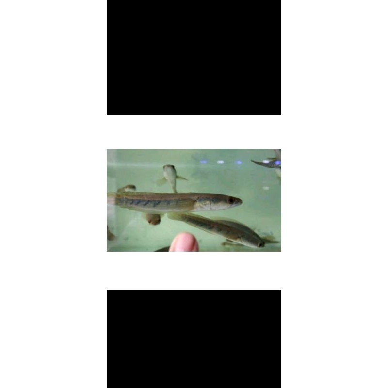 Jual stiker ikan channa maru Ys ukuran 8-9cm | Shopee Indonesia