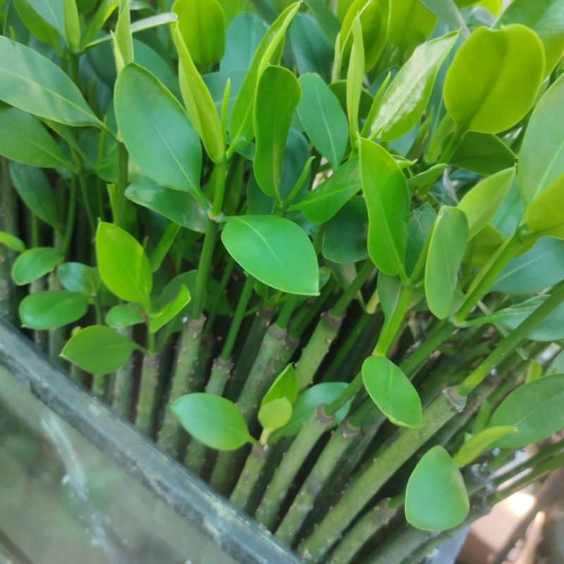 Jual BAKAU MANGROVE FILTER AIR KOLAM IKAN KOI DAN AQUARIUM 50CM ...