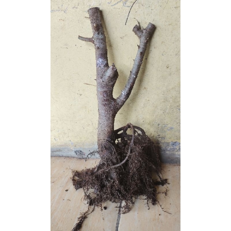 Jual bahan bonsai ficus beringin Bunut preh realpic sesuai gambar ...