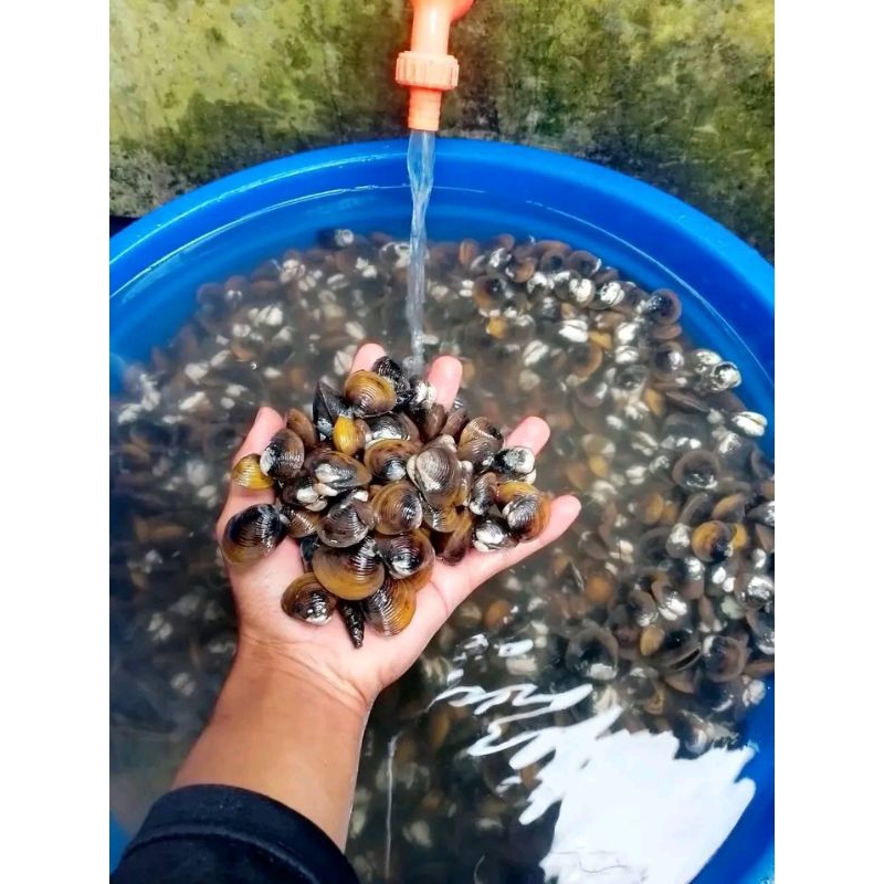 Jual KERANG REMIS HIDUP ISI 1 KG | Shopee Indonesia