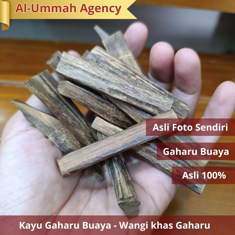 Jual Gaharu Kayu Wangi Khas Gahru Asli Kalimantan Kayu Gaharu Buaya Oud ...