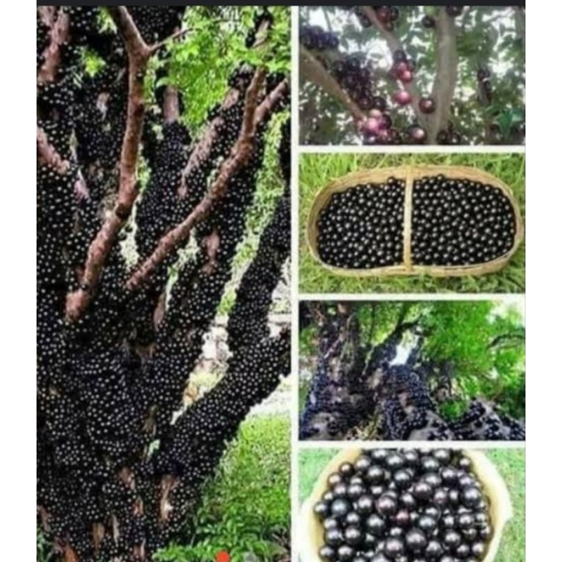 Jual anggur pohon brazil preeco | Shopee Indonesia