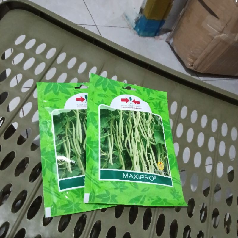 Jual Benih Bibit Buncis Buncis Maxipro (Cocok ditanam di dataran rendah ...