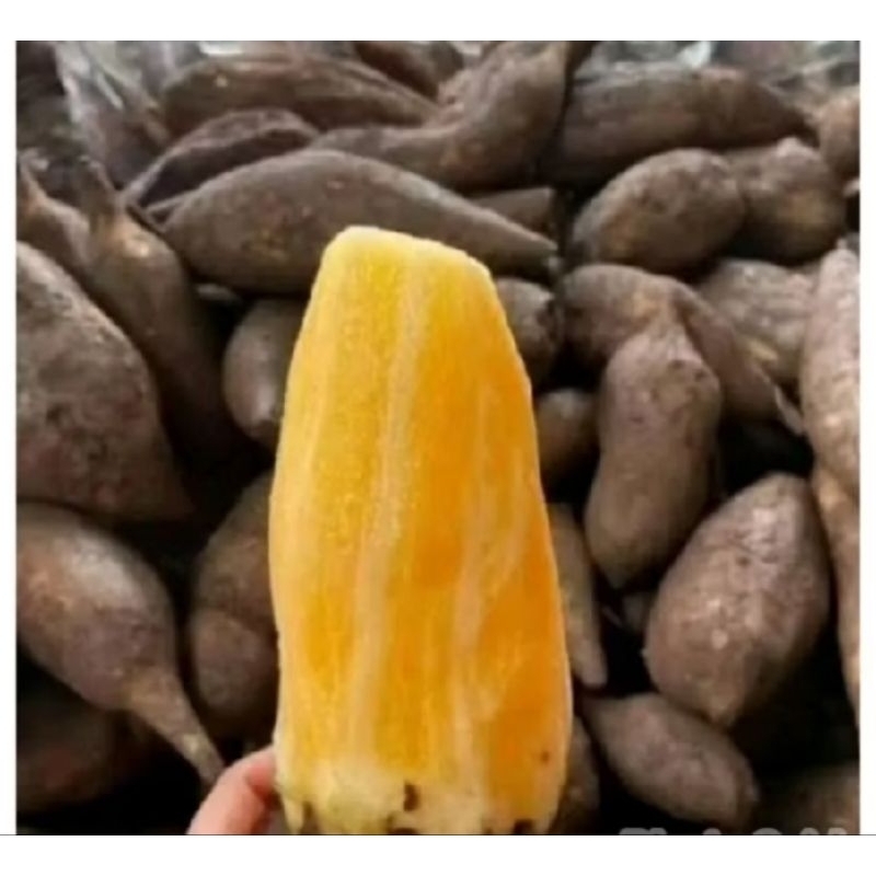 Jual UBI YAKON WONOSOBO | Shopee Indonesia