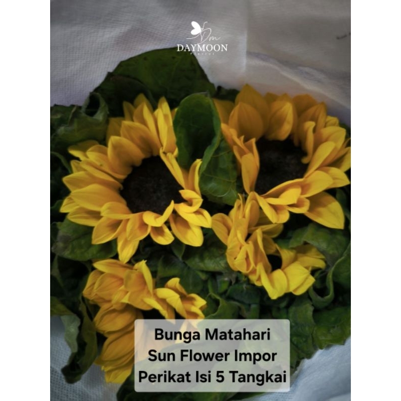Jual [BISA DIKIRIM HARI INI] Bunga Matahari Asli / Sunflower Fresh ...