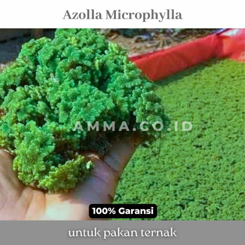 Jual bibit azolla microphylla kemasan 1kg pakan alternatif unggas ...