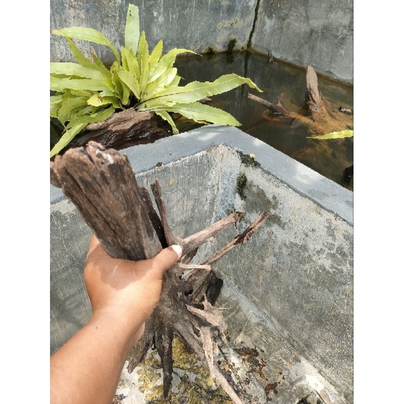 Jual KAYU BAKAU JUNGLE STYLE 40X25X47CM!!! ( SUDAH TENGGELAM ) | Shopee ...