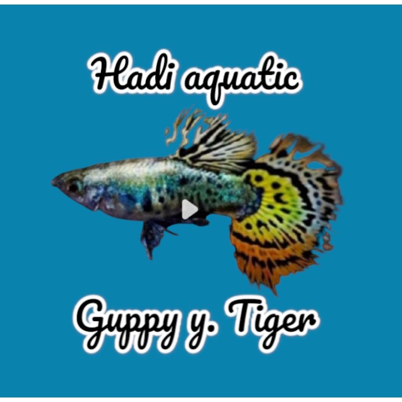 Jual Guppy Platinum Yellow tiger | Shopee Indonesia