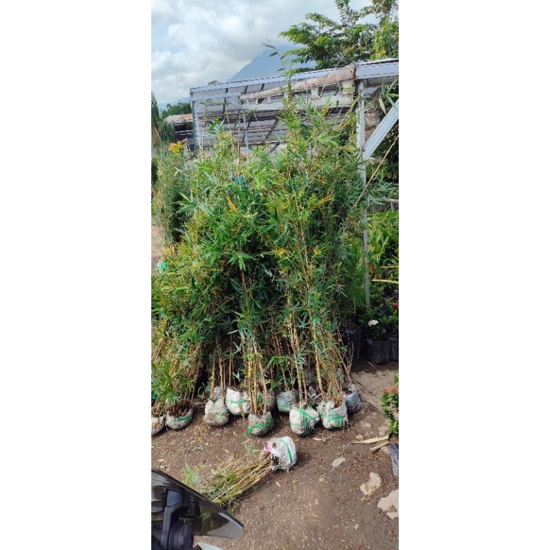 Jual Tanaman bambu kuning mini | Shopee Indonesia