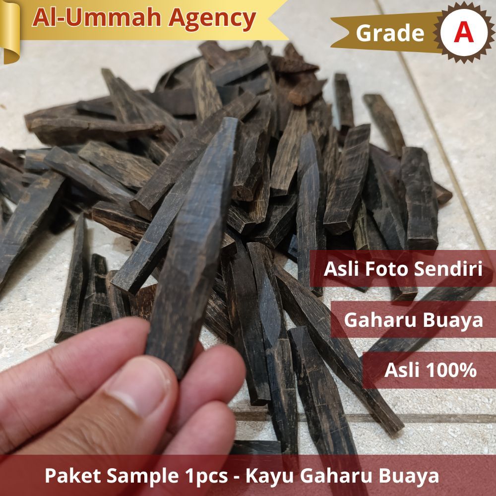 Jual [Sample] Kayu Gaharu Buaya Asli Hutan Kalimantan Harga Per Stick ...
