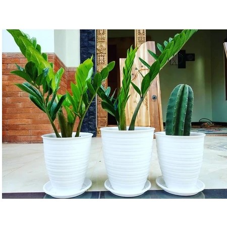 Jual Tanaman Hidup Indoor Dollar Zamia - Tanaman Hias Pohon Palem Zamia ...