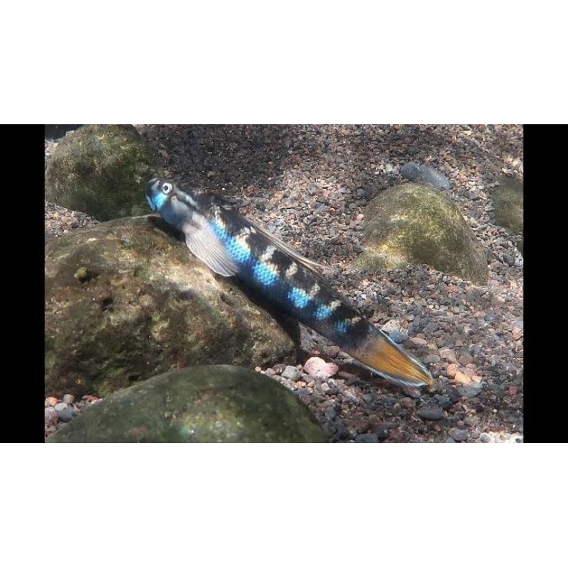 Jual Goby Ateopurpureus Longifilis Lagocephalus Red Belted Red Papua ...