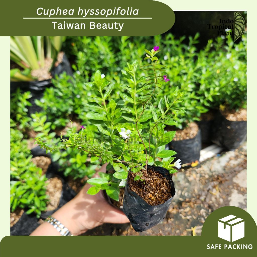 Jual Tanaman Hias Taiwan Beauty / Cuphea hyssopifolia / Hiasan Taman ...