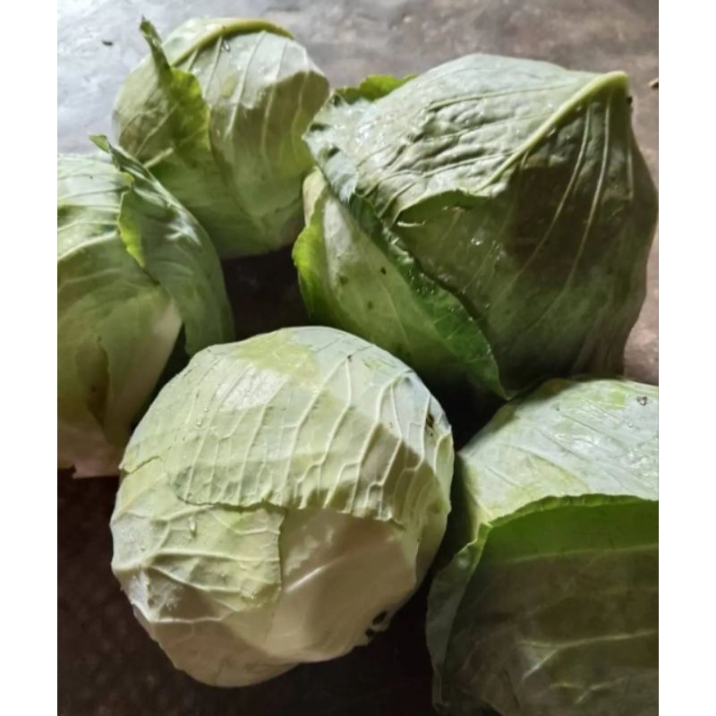 Jual Kubis / Kol sayur murah meriah 1kg | Shopee Indonesia
