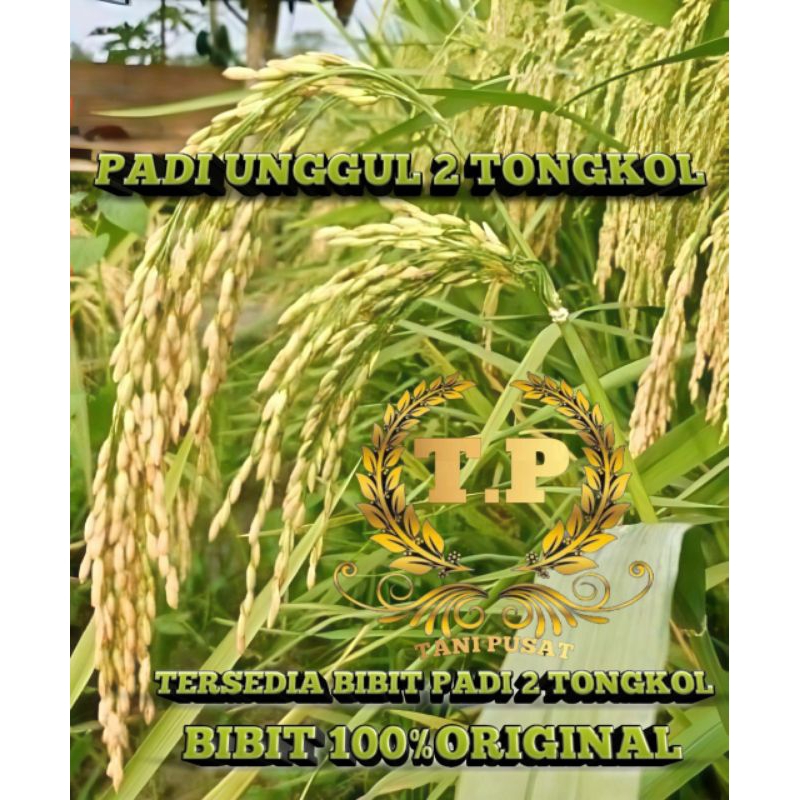 Jual BENIH PADI UNGGUL 2 TONGKOL SUPER 5KG | Shopee Indonesia