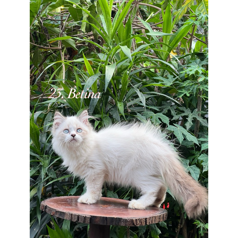 Jual Kucing Himalaya ragdoll betina | Shopee Indonesia