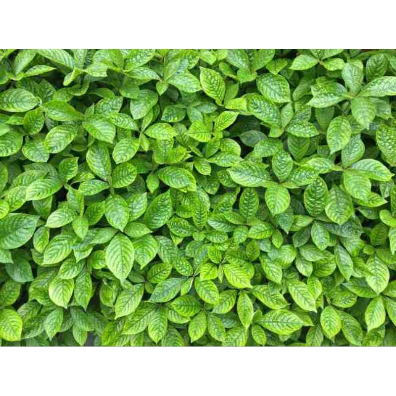 Jual daun kaca beling berkualitas per 250gr | Shopee Indonesia