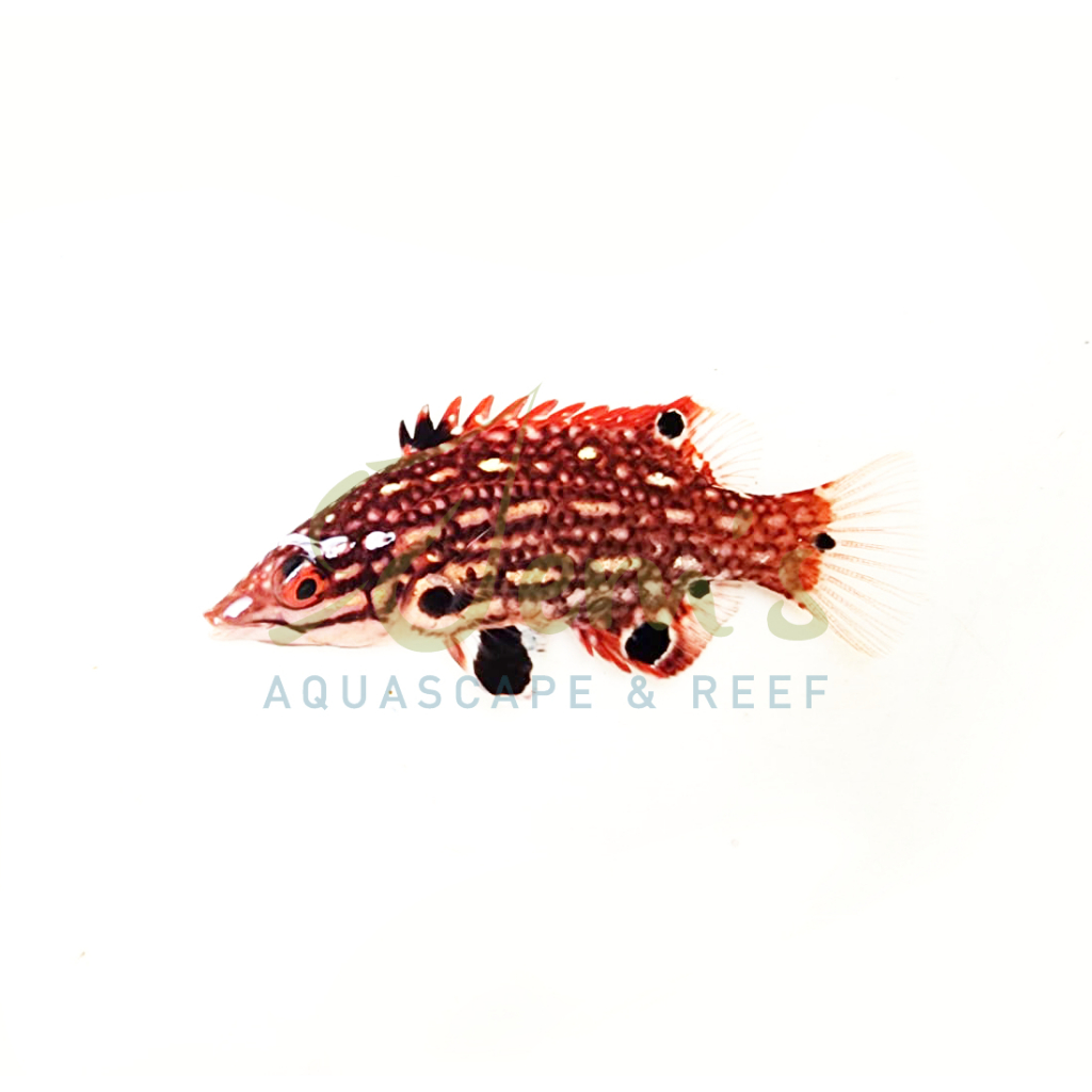 Jual Ikan air Laut Hogfish Merah / Hog Merah (Red Diana Hogfish ...