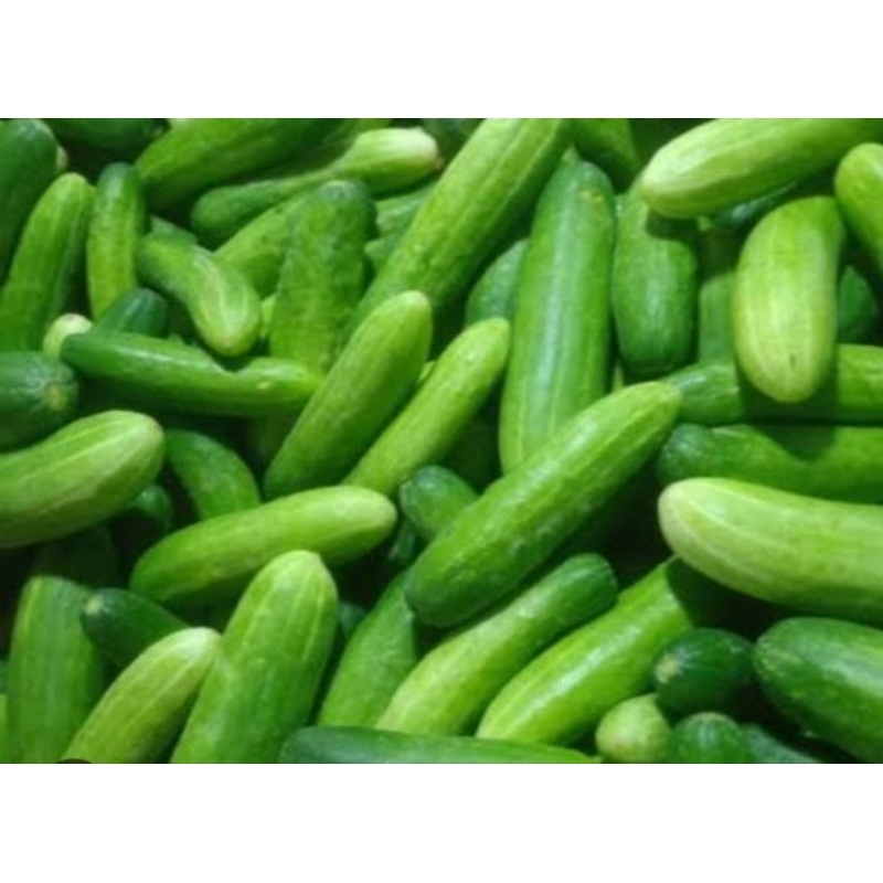 Jual Timun lalap /timun acar/timun jakarta | Shopee Indonesia