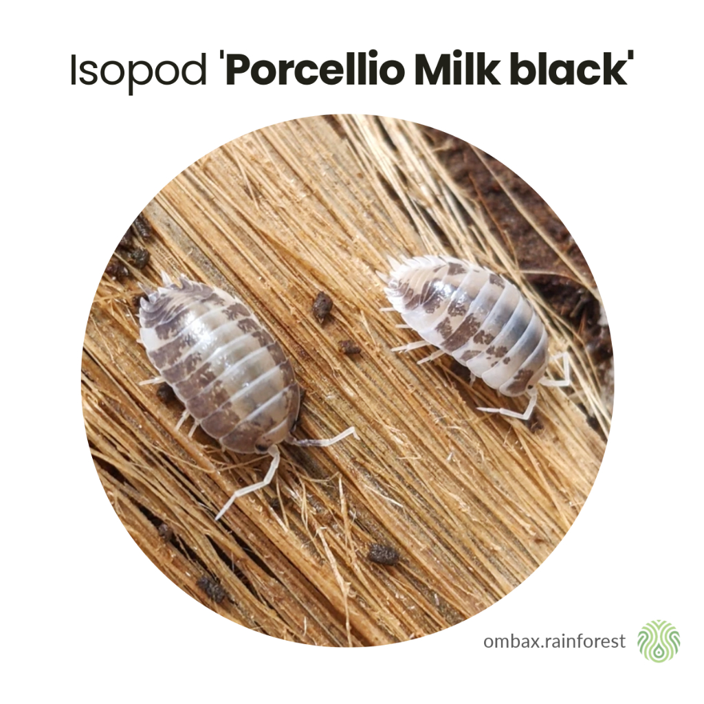 Jual Isopod Porcellio Milk black - isopoda Eksotis untuk Vivarium ...