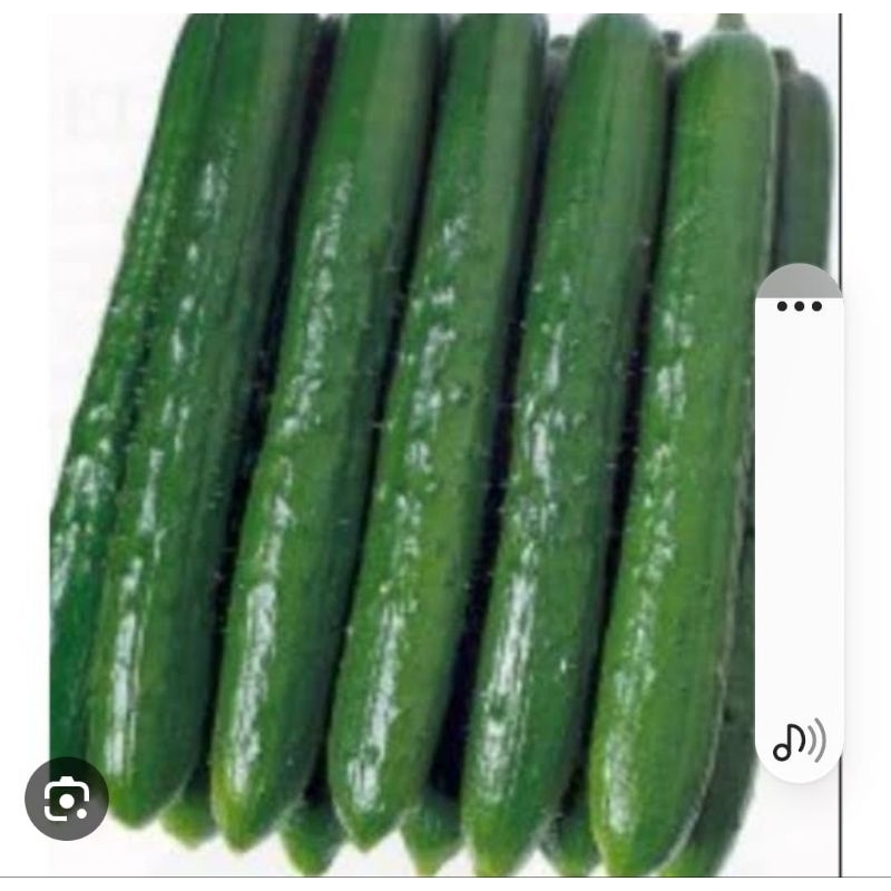 Jual kyuri timun jepang 1000gr | Shopee Indonesia