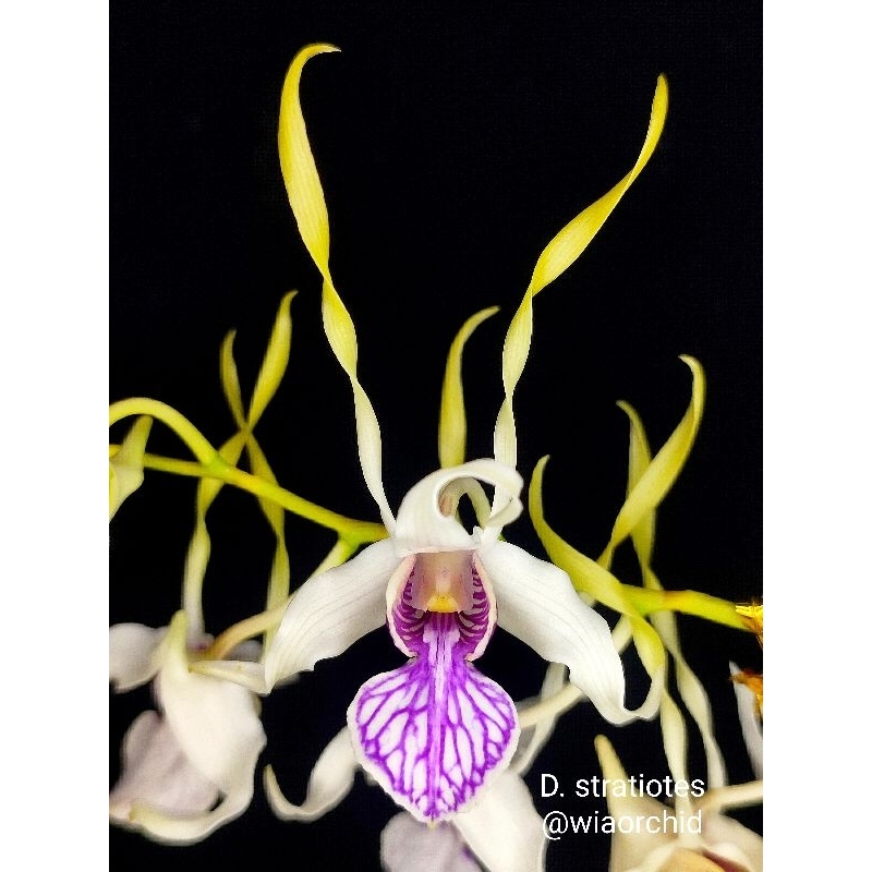 Jual Promo Anggrek Dendrobium Stratiotes Alba | Shopee Indonesia