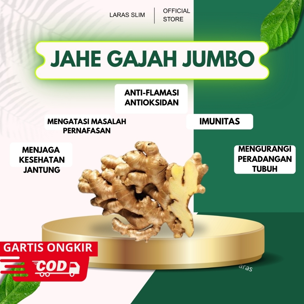 Jual Jahe Gajah Segar Berkualitas Tinggi 1KG | Jahe Premium Quality ...