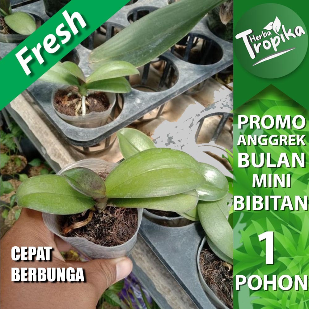 Jual Bibit Anggrek Bulan bunga putih Mini siap berbunga akar lebat dan ...