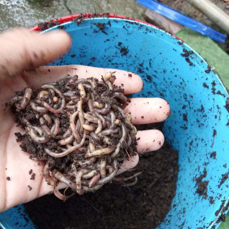 Jual cacing tanah pakan ikan hias/channa | Shopee Indonesia