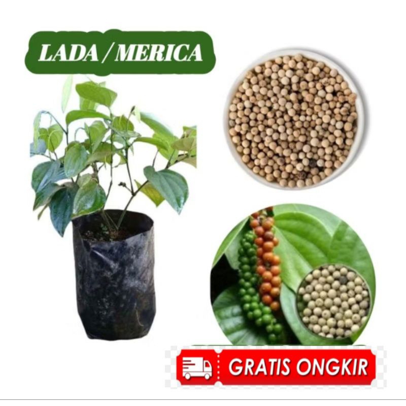Jual Bibit LADA Perdu Siap Untuk Berbuah Kualitas Unggul | Shopee Indonesia