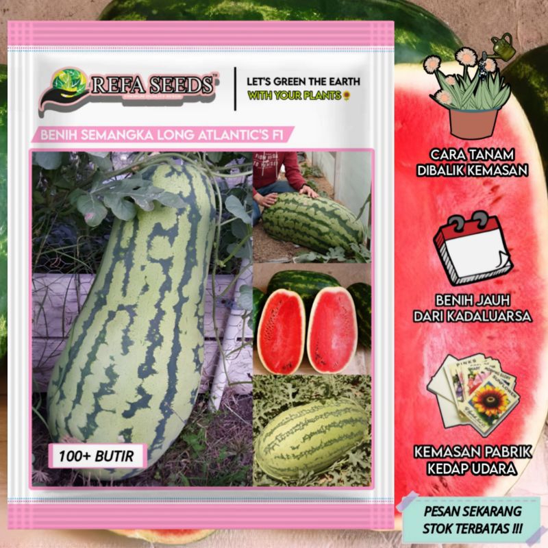 Jual REFA (100 Butir) Benih Semangka Raksasa Long Atlantic's F1 Kemasan Pabrik / Semangka Jumbo ...
