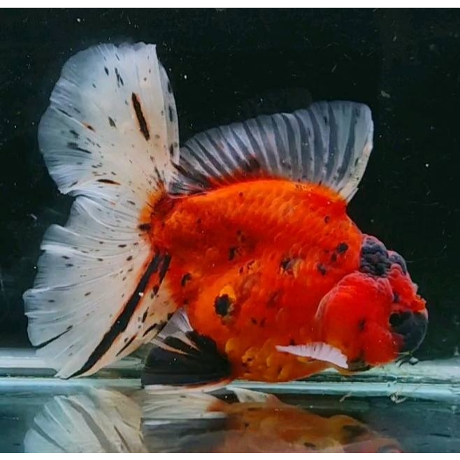 Jual Ikan Mas Koki Oranda Rosetail Jumbo | Shopee Indonesia