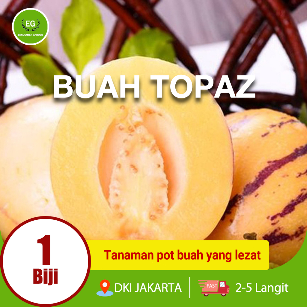Jual Bibit Buah Pepino Tropis Indonesia (Cepat Tumbuh & Tahan Lembab ...