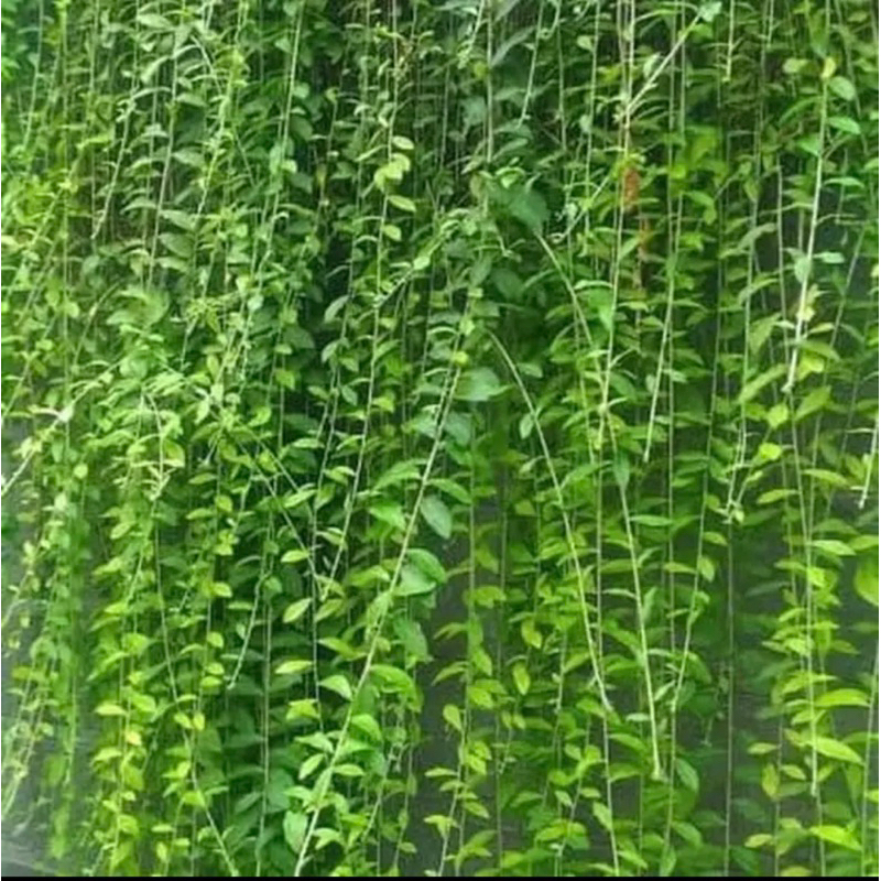 Jual tanaman hias lee kwan yew -pohon lee kwan yew | Shopee Indonesia