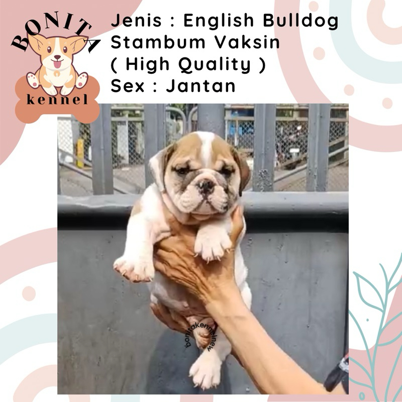 Jual English Bulldog Stambum Anjing English Bulldog Jantan Betina ...