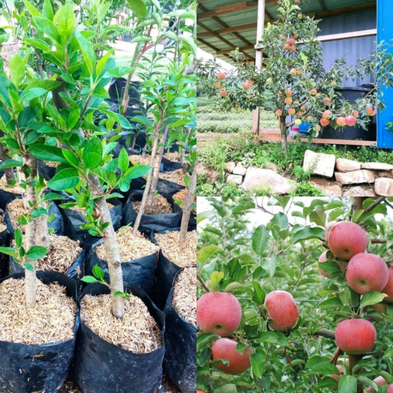 Jual Bibit Tanaman Apel Merah + Pupuk Cangkok super Cocok untuk ...