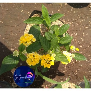 Jual LANTANA MONTEVIDENSIS BUNGA SALIARA TEMBELEK tanaman herbal ...