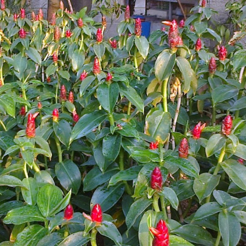 Jual ( BISA COD ) Tanaman Hias Lolipop Pacing Pentul Merah / Tanaman ...