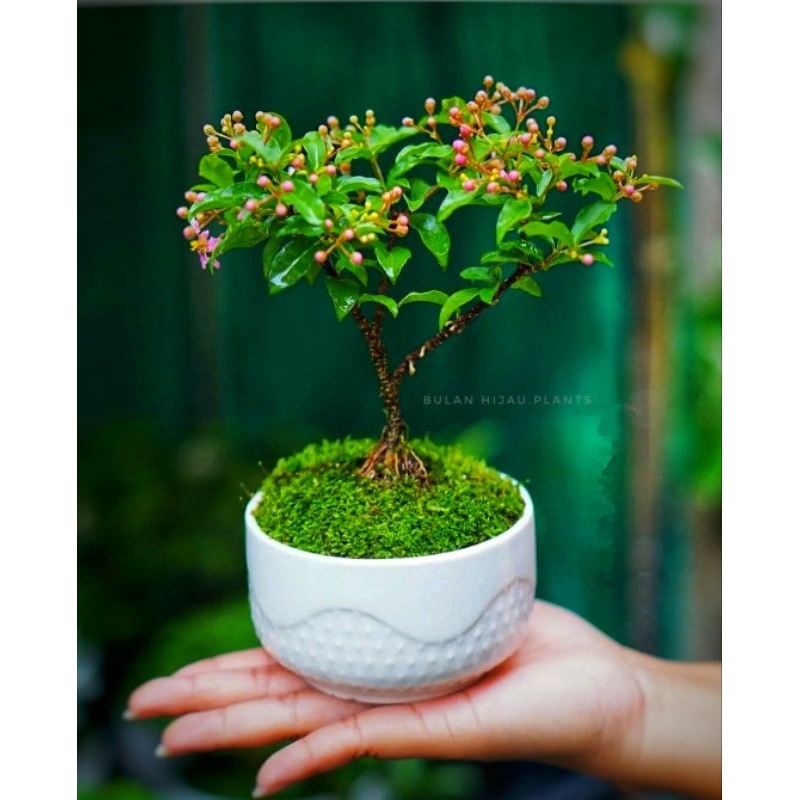 Jual Bonsai Mini Sakura Micro Sudah disertakan media Tanam dan moss ...