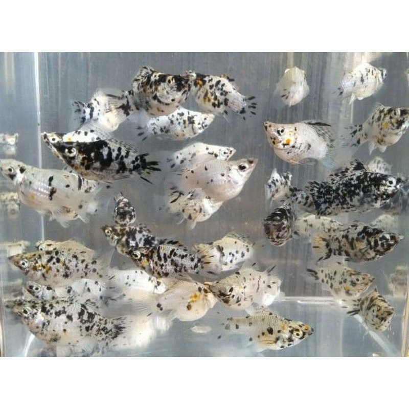 Jual jenis molly molly balon marbel mix isi 3, bisa request jantan ...