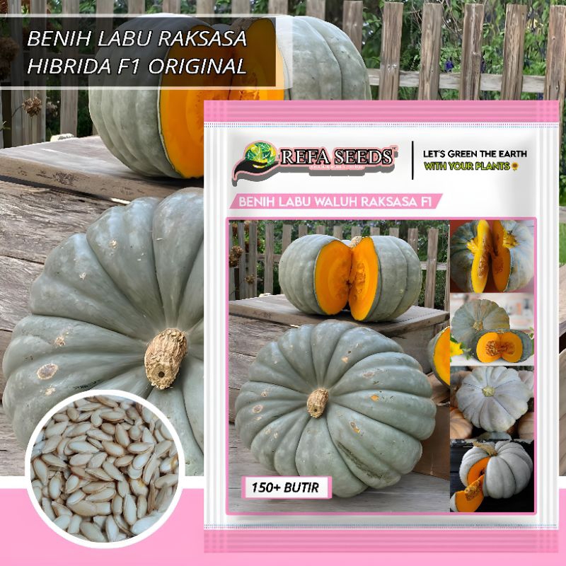 Jual 1 Pak 150 Biji Benih Labu Waluh Raksasa F1 Premium Original 100% ...
