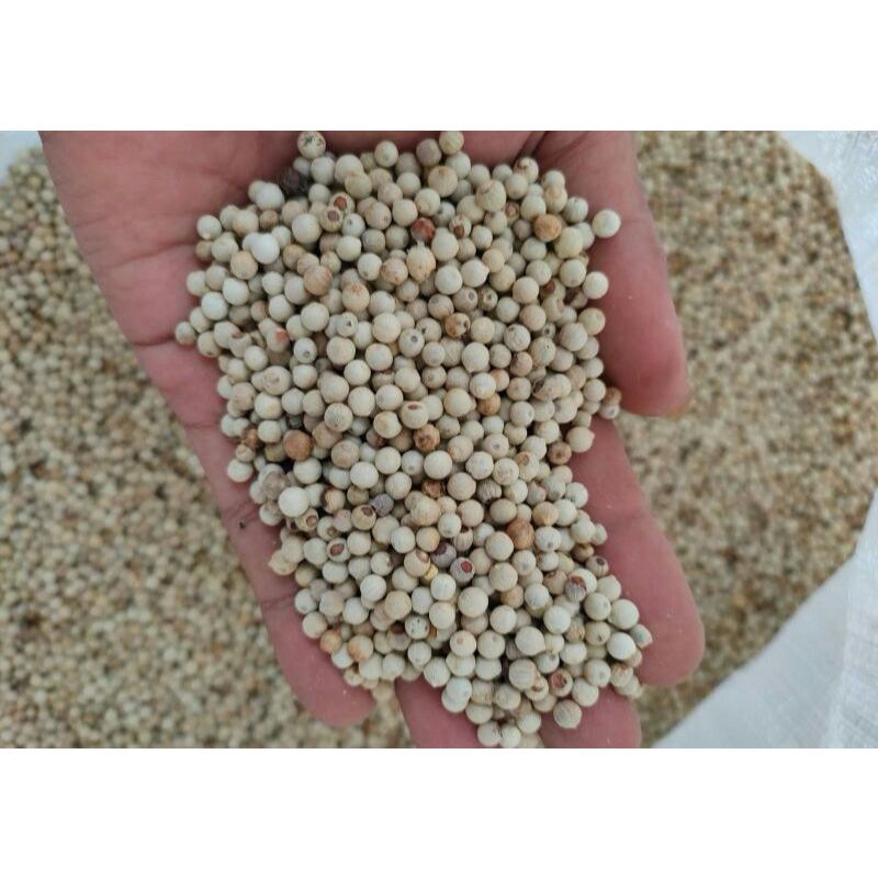 Jual LADA MPA PUTIH BUTIR KECIL / MERICA PUTIH PREMIUM 1 KG | Shopee ...