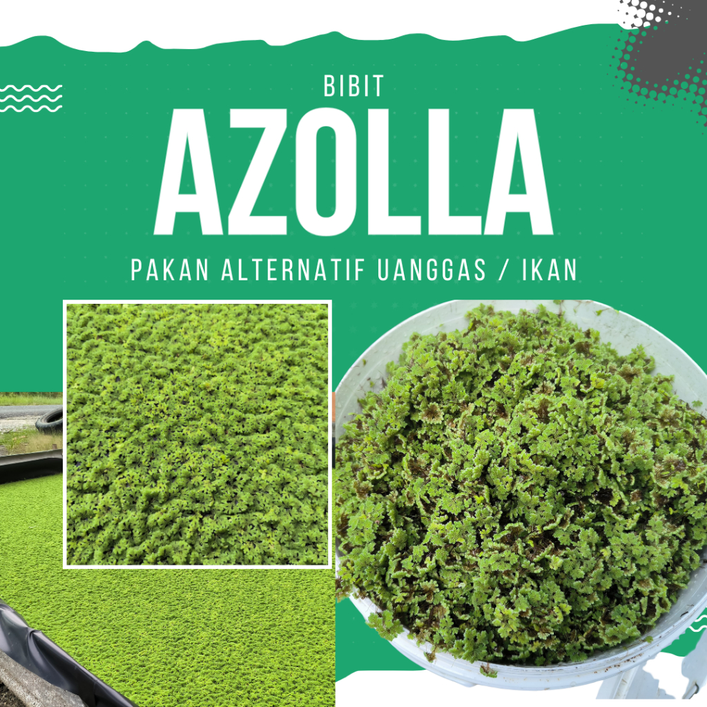 Jual Bibit Pakan Azolla 1kg. Azola Pakan Alternatif Ikan, Unggas dan ...