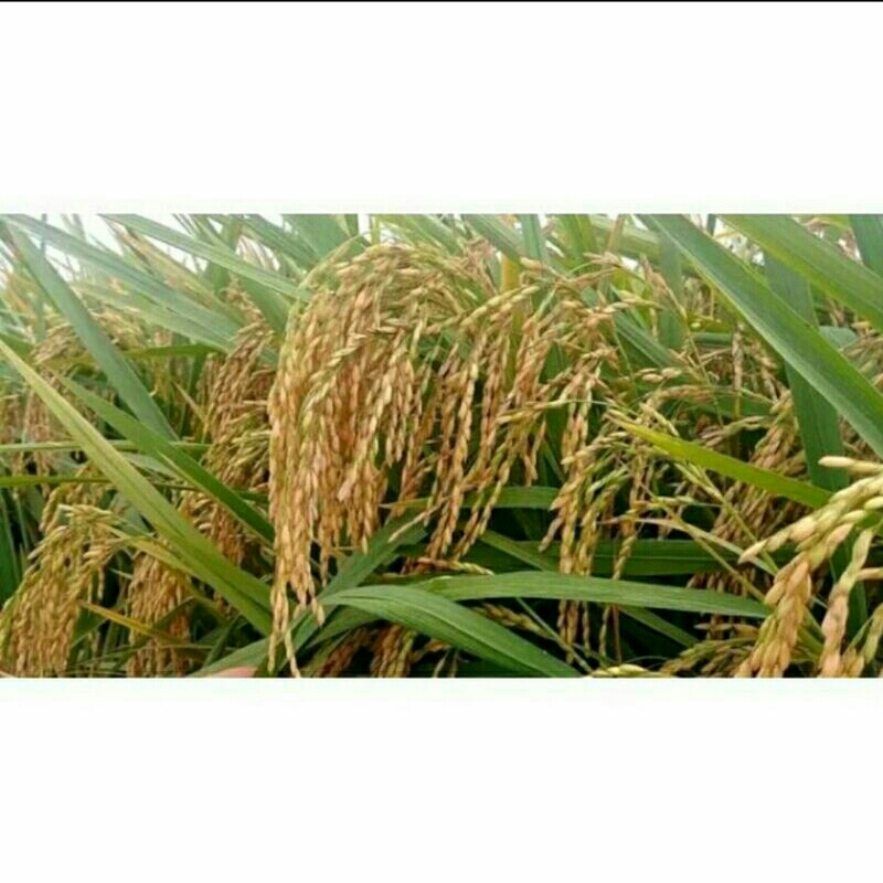 Jual BENIH PADI INPARI 32 KEMASAN 1KG | Shopee Indonesia