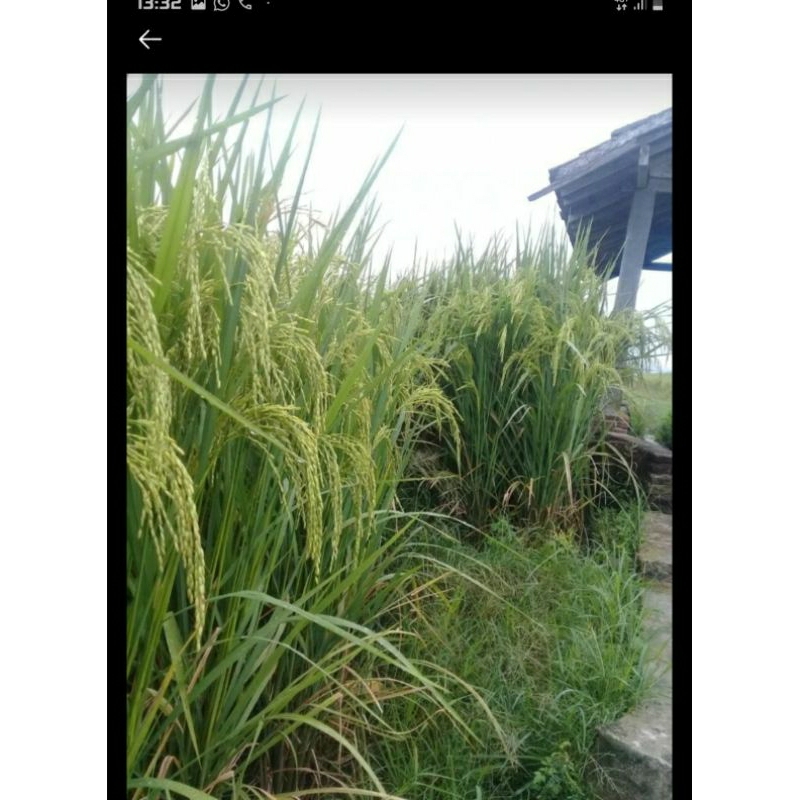 Jual BENIH PADI INPAGO 12 KEMASAN 1KG | Shopee Indonesia