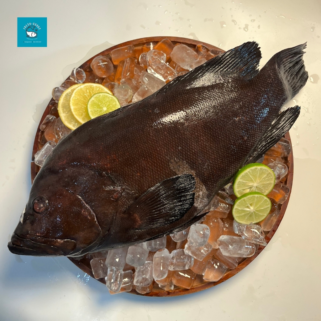 Jual Ikan Kerapu Hitam Premium / Ikan Kerapu Black Kwaci Dijamin SEGAR ...