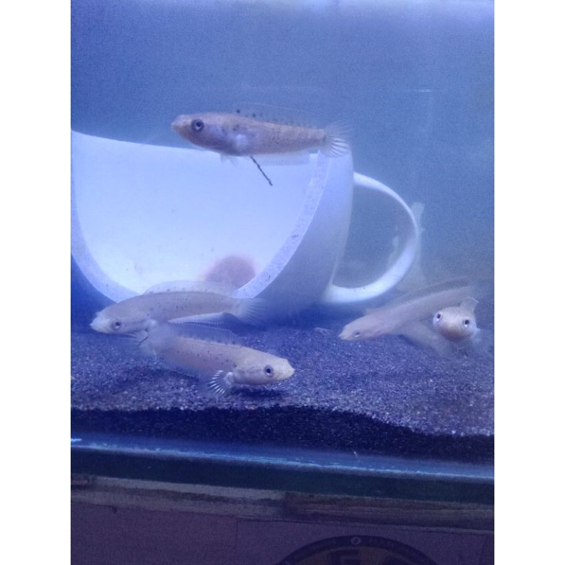 Jual blue pulcra bahan progres ikan jos jos | Shopee Indonesia