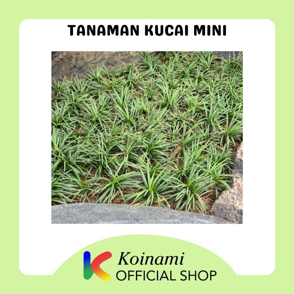 Jual Tanaman Kucai Mini - Rumput Taman - Tanaman Hias Kucai Mini ...